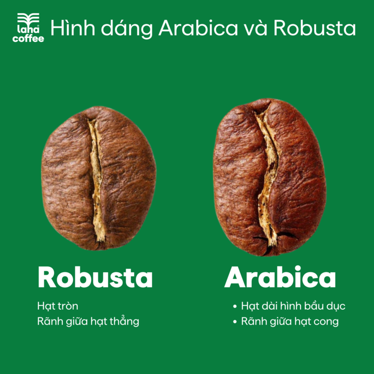 Phân loại cà phê Arabica và Robusta cùng 3 điều thú vị